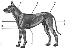 Anatomie psa :: Masáže pro psy